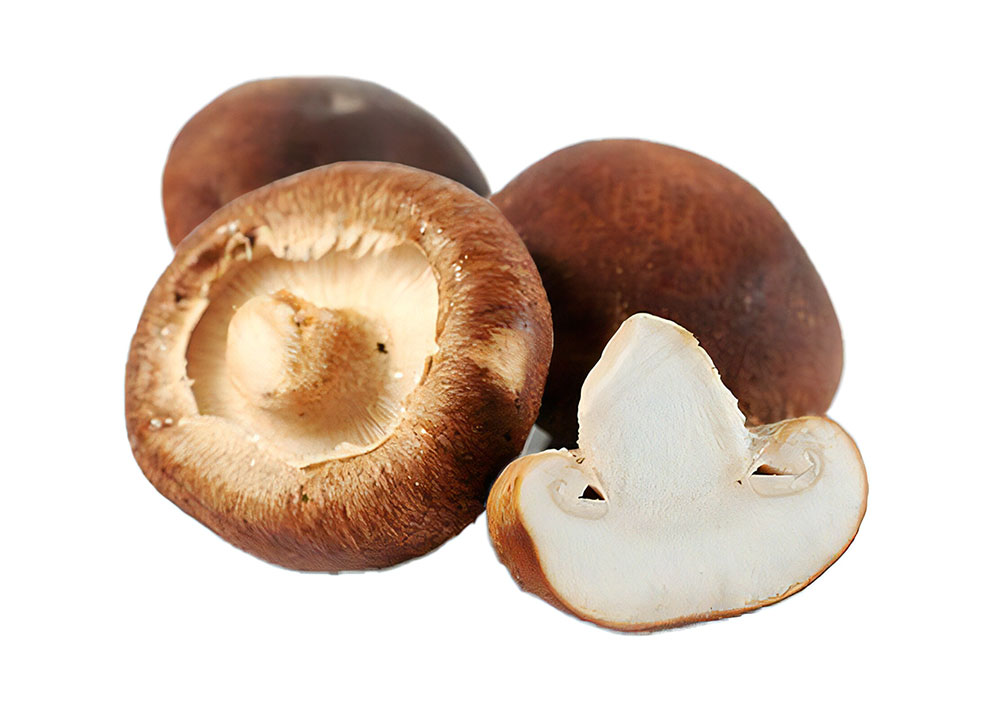 NAJA FOREST SHIITAKE - Immunrendszerünk bástyája - Napimúzsa